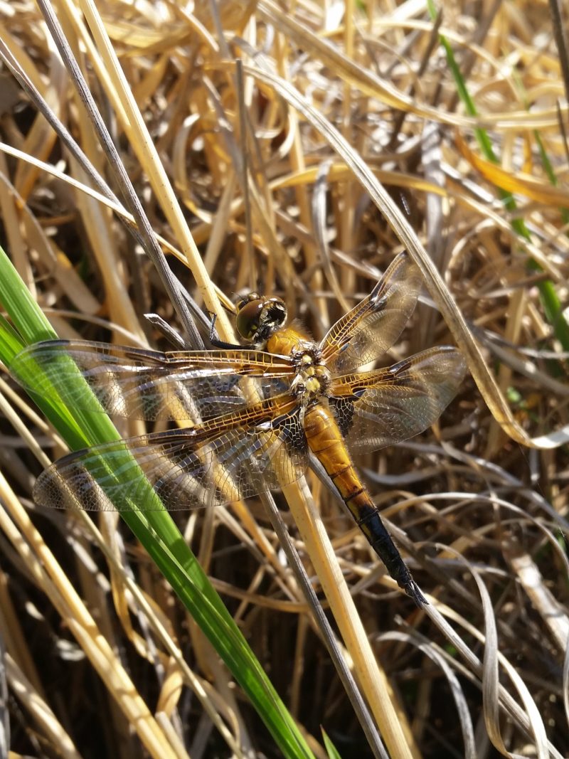 Libellules – Des terres et des ailes