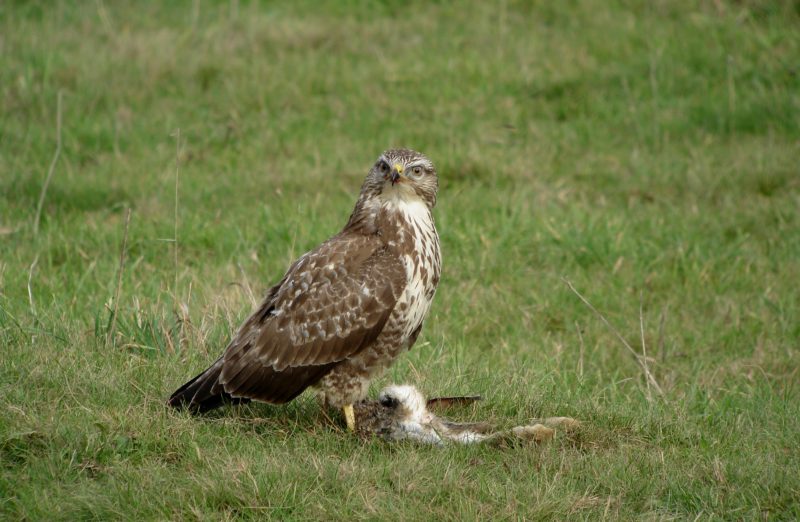 Buse variable – Des terres et des ailes