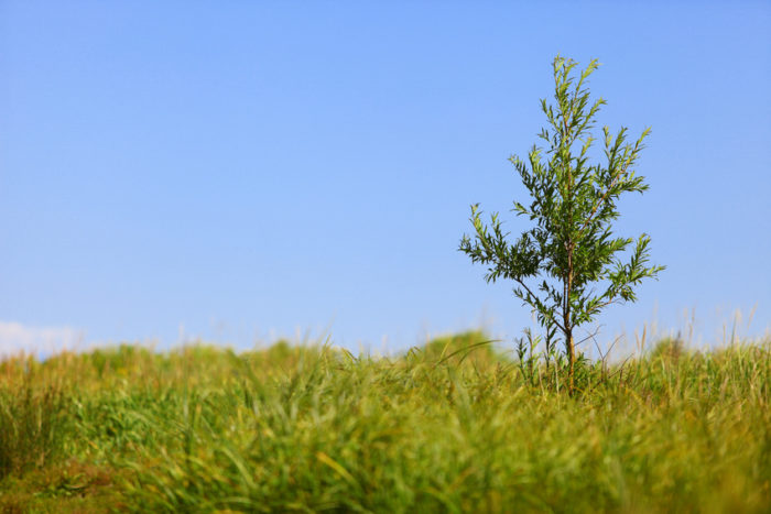 L’arbre isolé – Des terres et des ailes