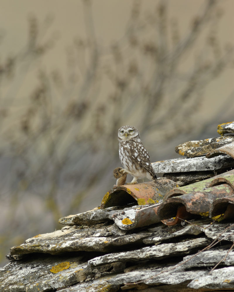 Chevêche d’Athéna – Des terres et des ailes